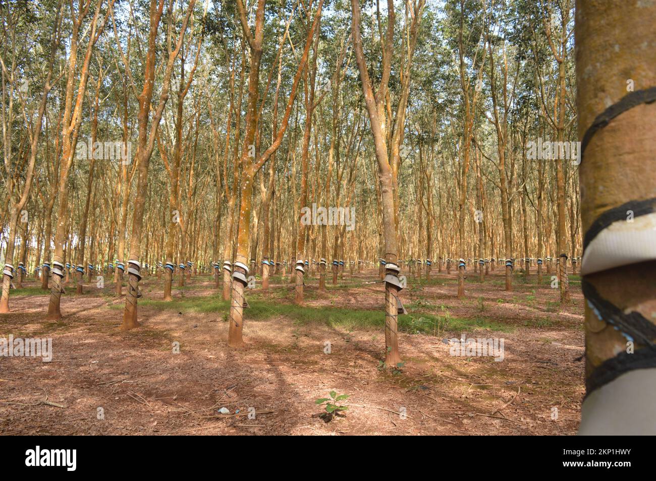 Rupper hi-res stock photography and images - Alamy