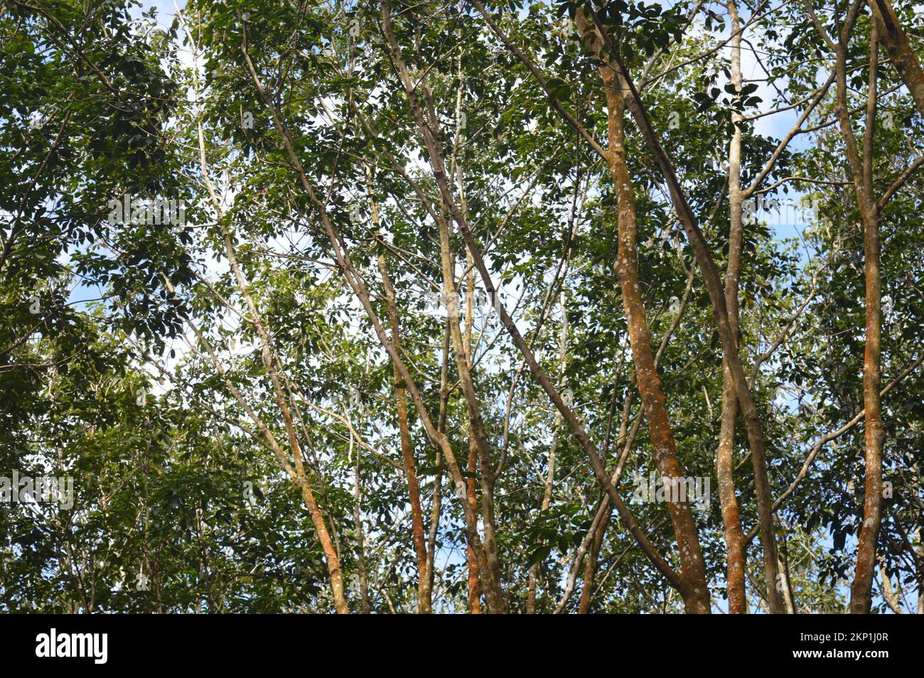 Rupper hi-res stock photography and images - Alamy