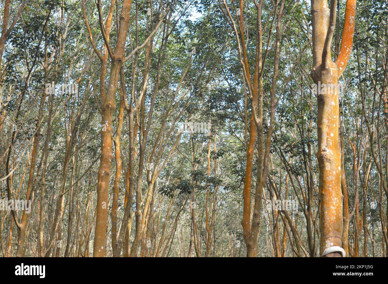 Rupper hi-res stock photography and images - Alamy