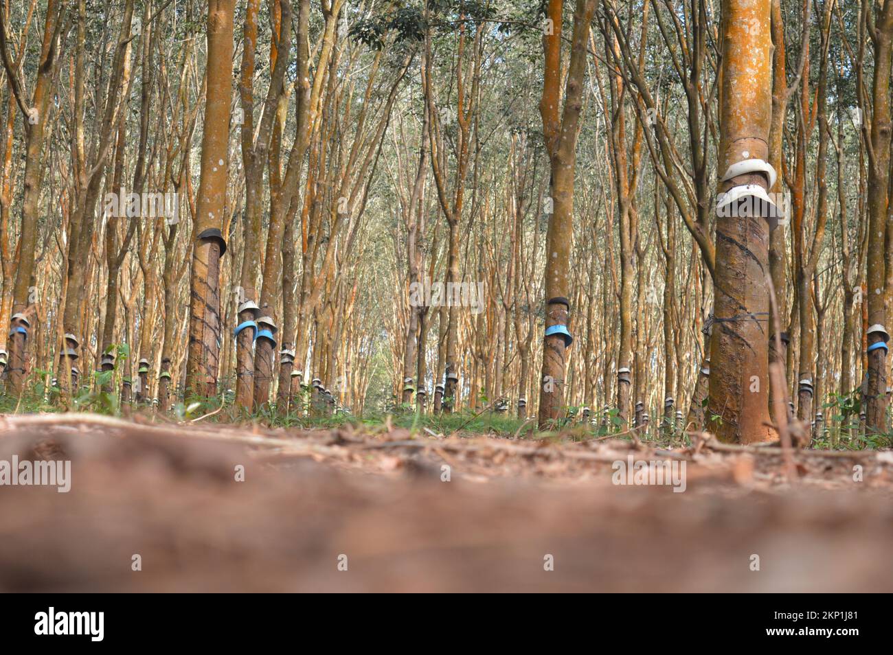 Rupper hi-res stock photography and images - Alamy