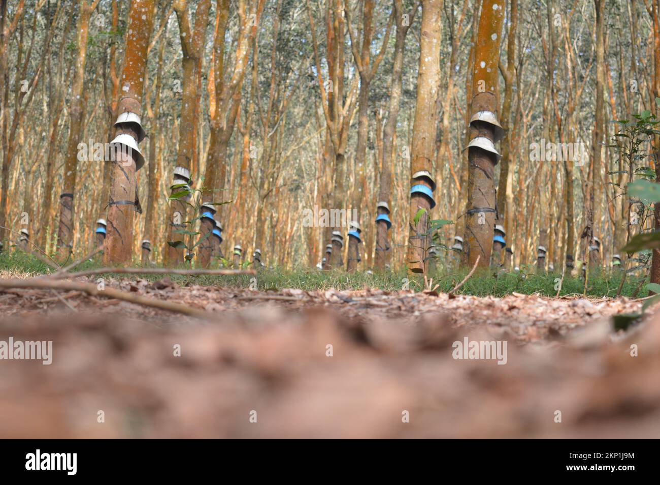 Rupper hi-res stock photography and images - Alamy