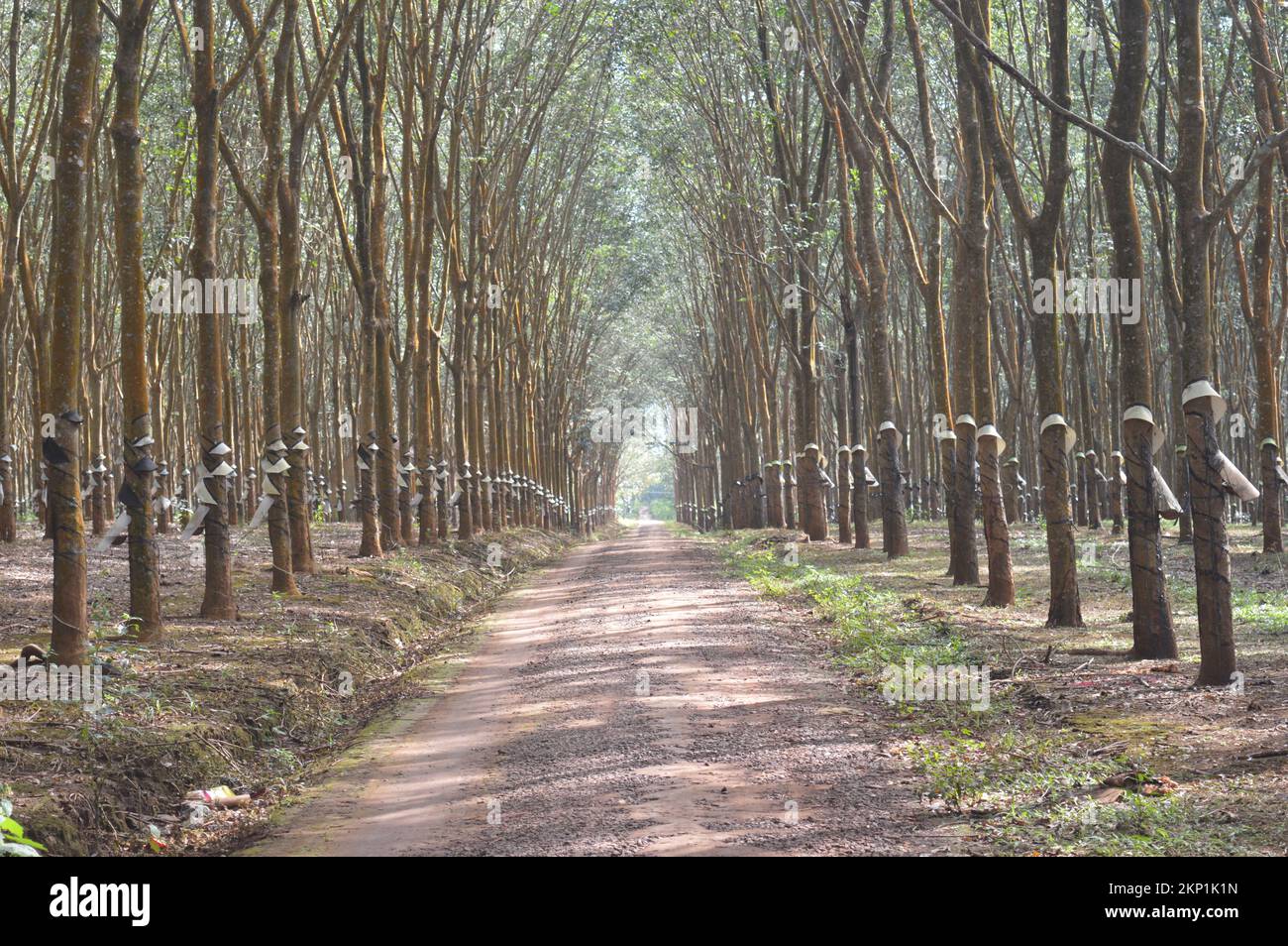 Rupper hi-res stock photography and images - Alamy