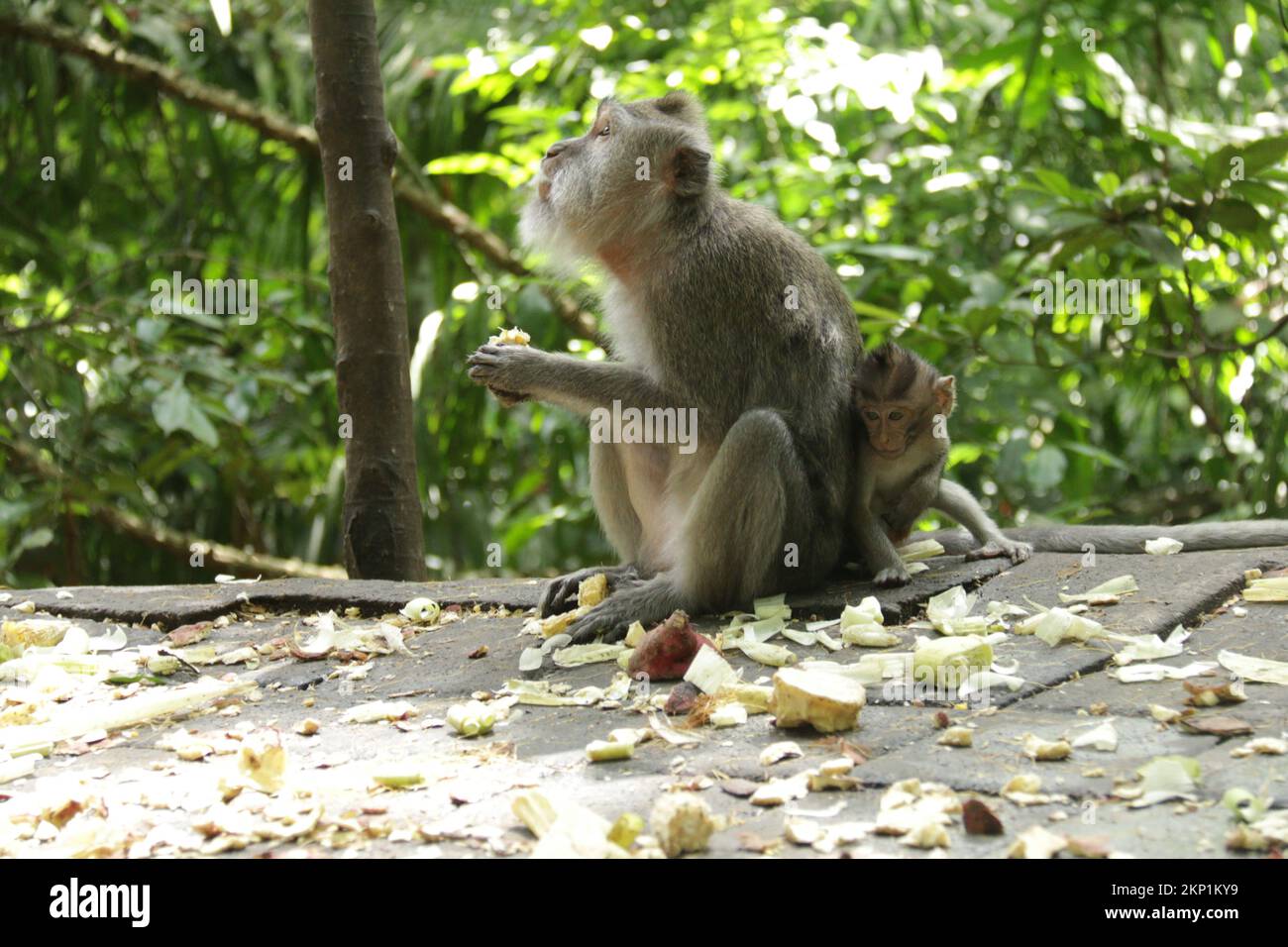 Sacred Monkey Forest Sanctuary, is one of the top things to do in Ubud ...