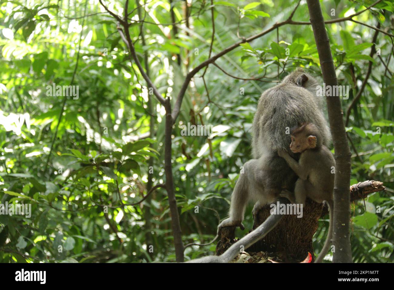 Sacred Monkey Forest Sanctuary, is one of the top things to do in Ubud ...