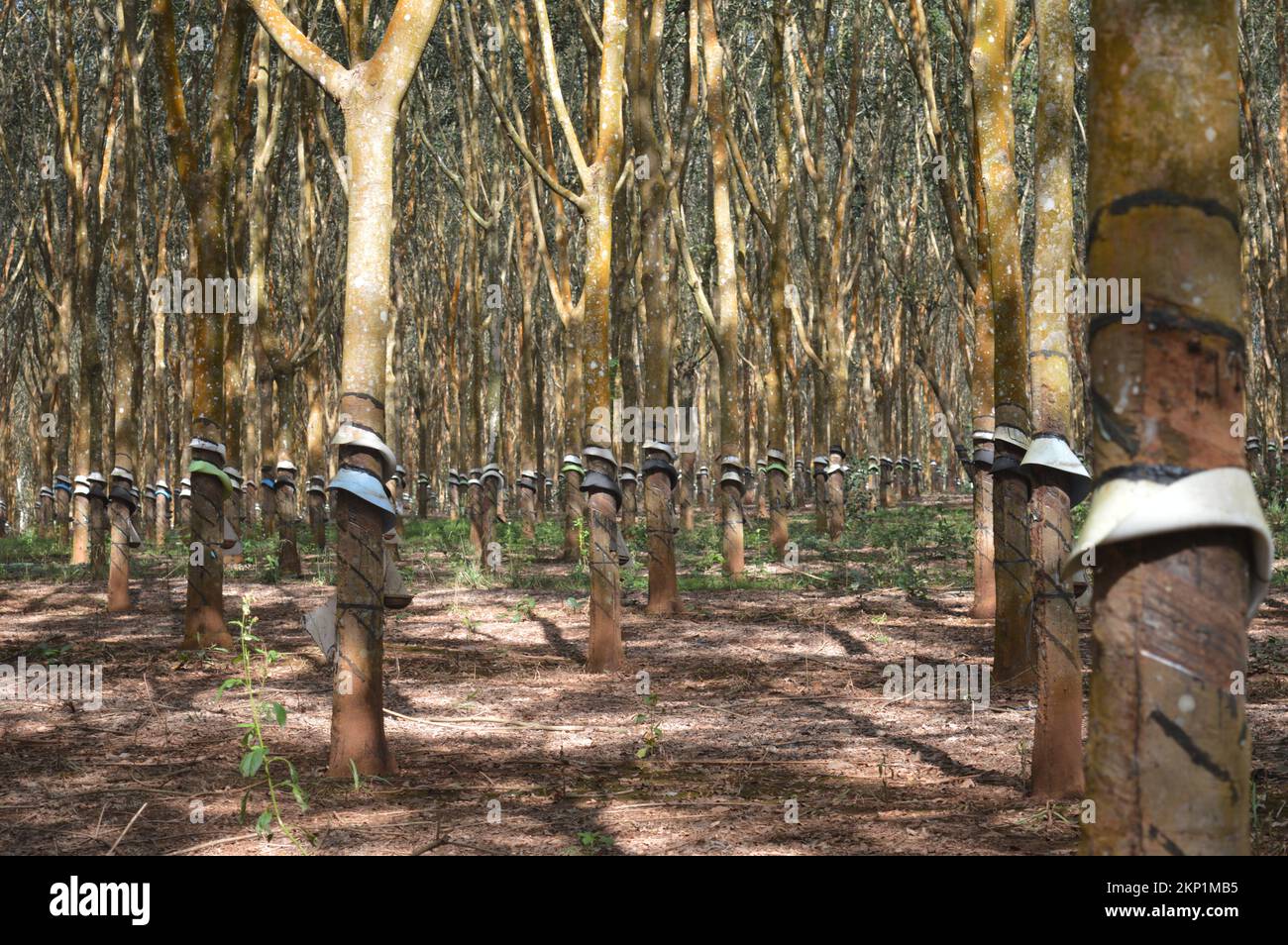 Rupper hi-res stock photography and images - Alamy