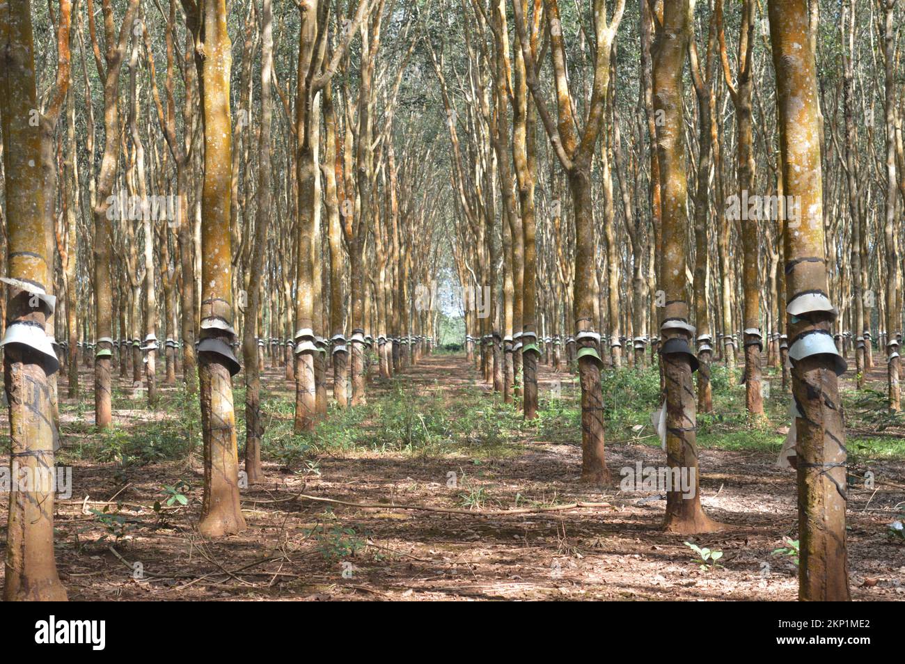 Rupper hi-res stock photography and images - Alamy