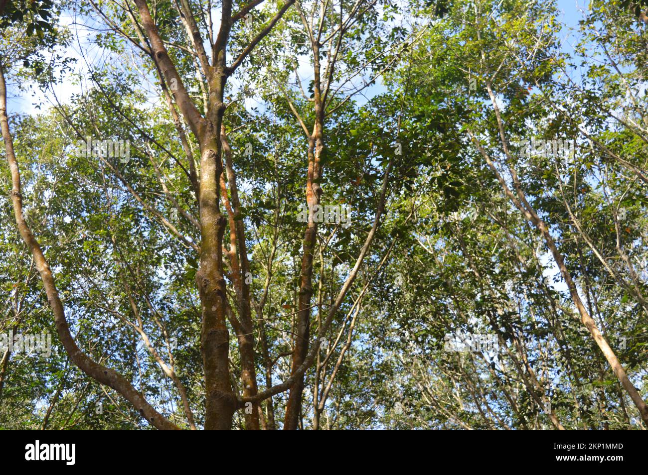 Rupper hi-res stock photography and images - Alamy