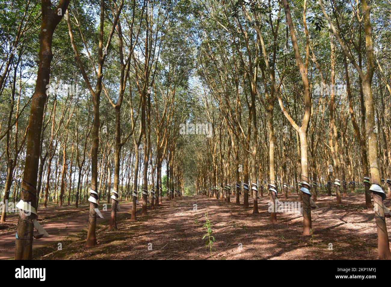 Rupper hi-res stock photography and images - Alamy