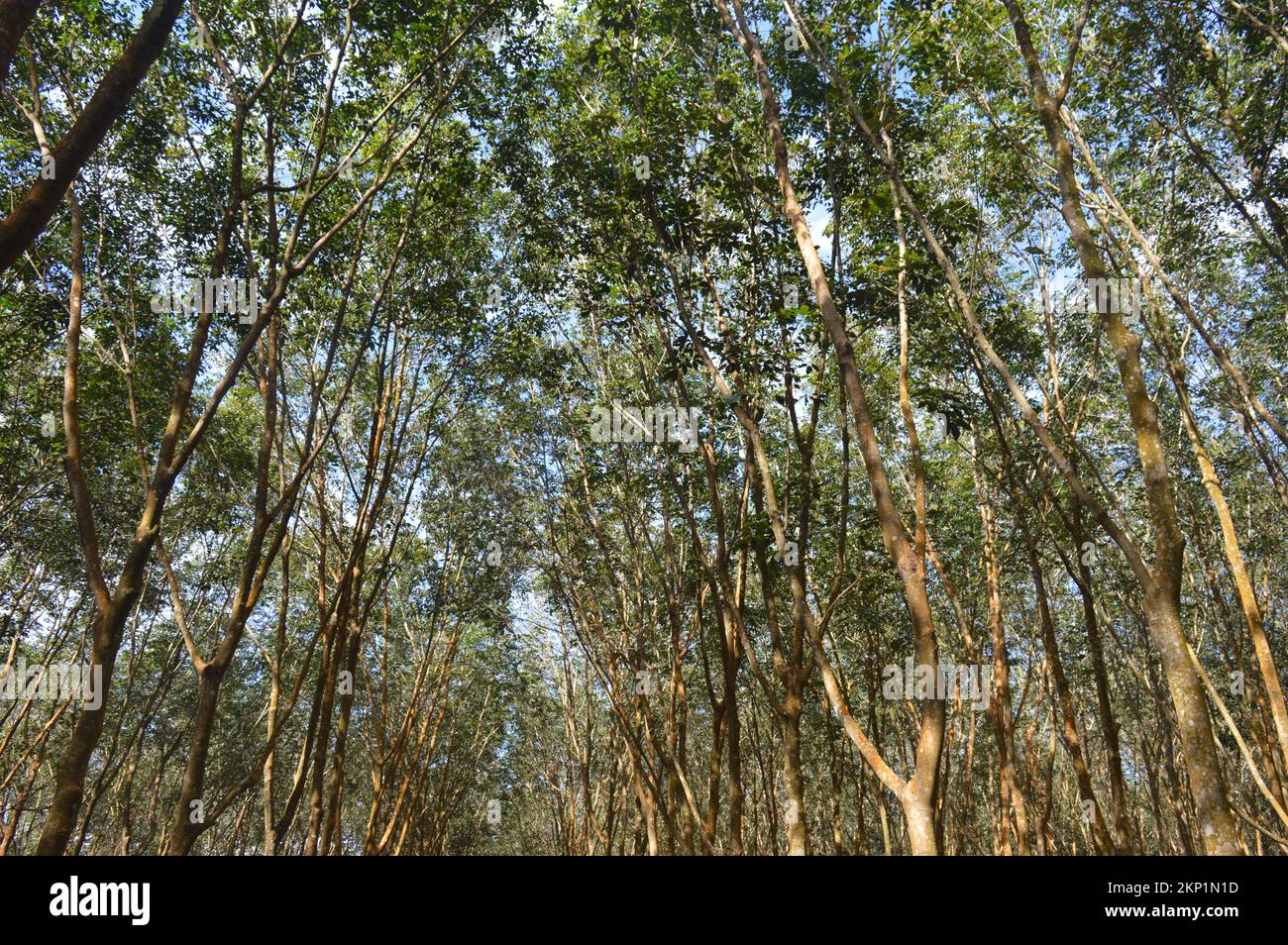 Rupper hi-res stock photography and images - Alamy