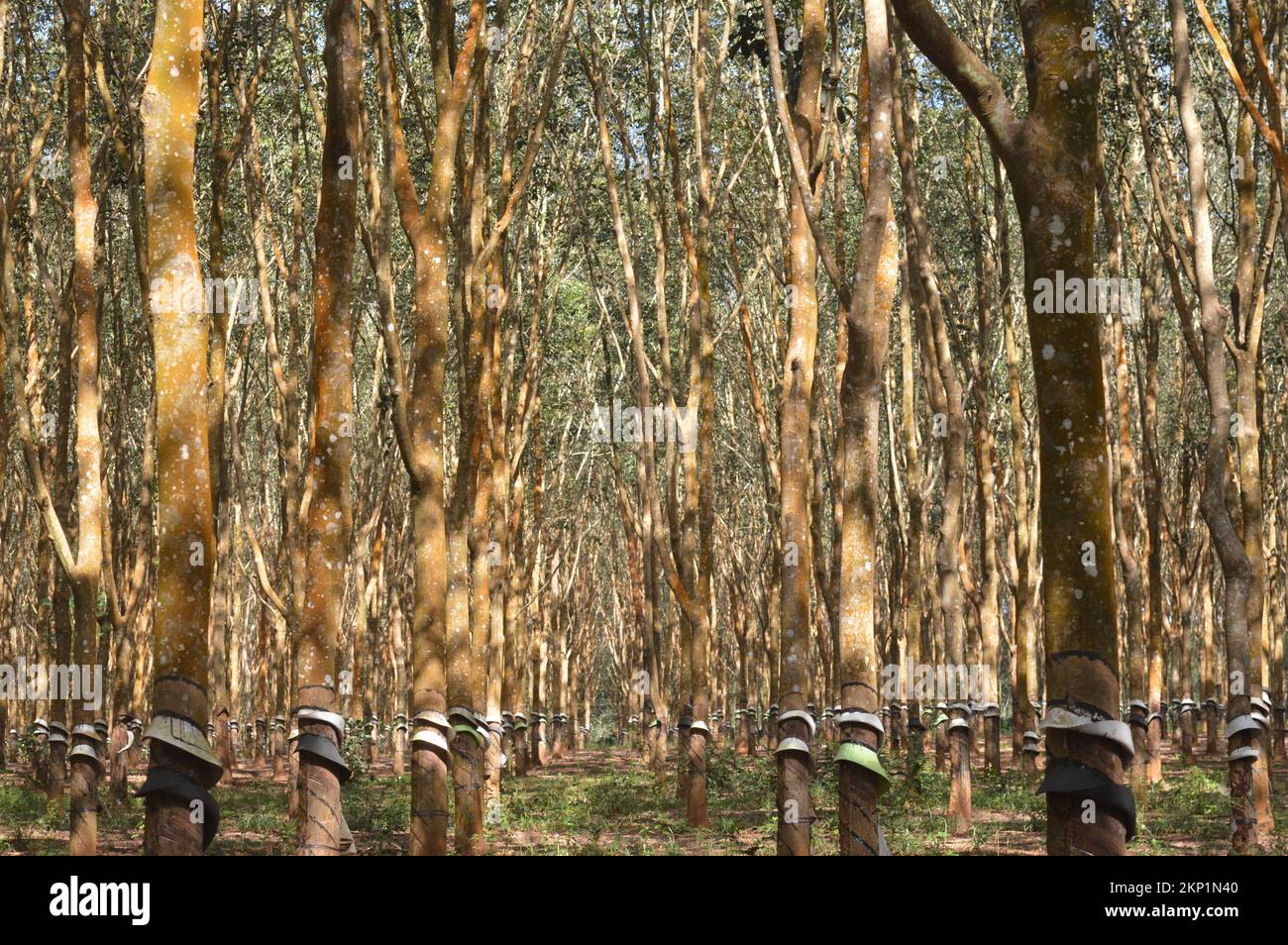 Rupper hi-res stock photography and images - Alamy