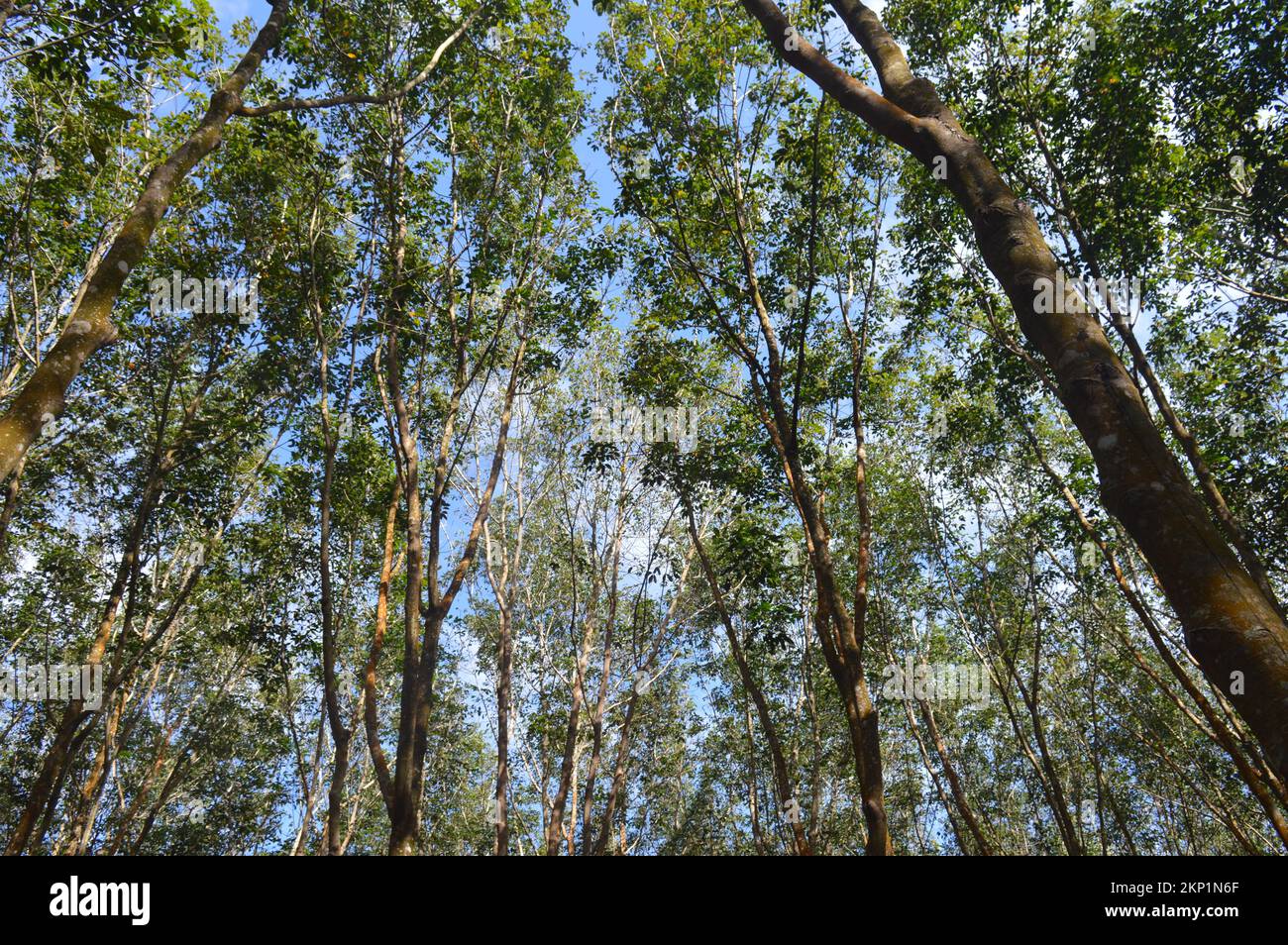 Rupper hi-res stock photography and images - Alamy