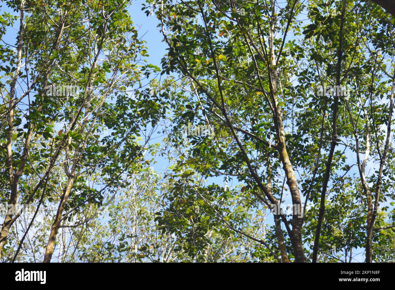 Rupper hi-res stock photography and images - Alamy