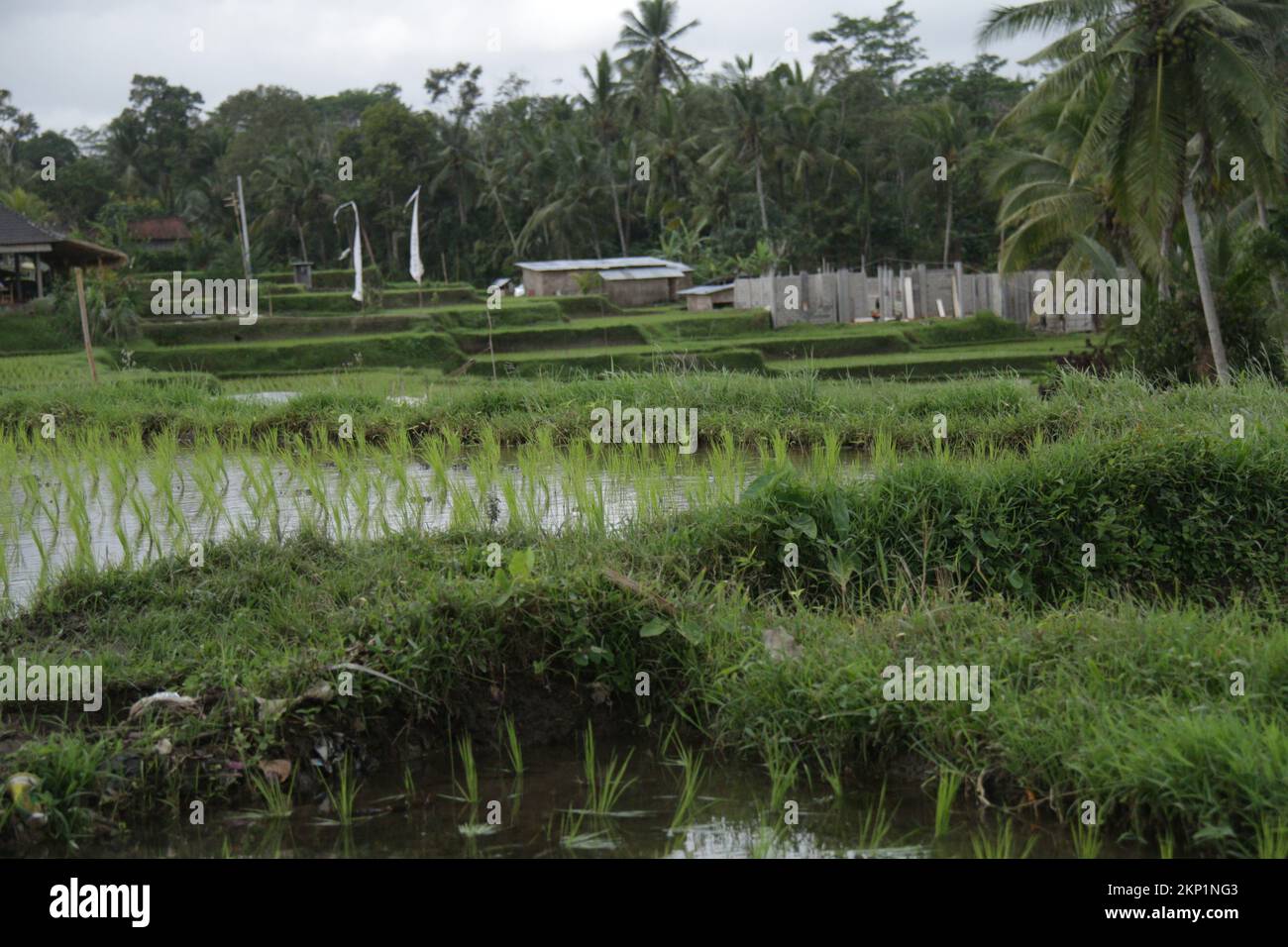 Landscape photo rice terraces hi-res stock photography and images - Alamy