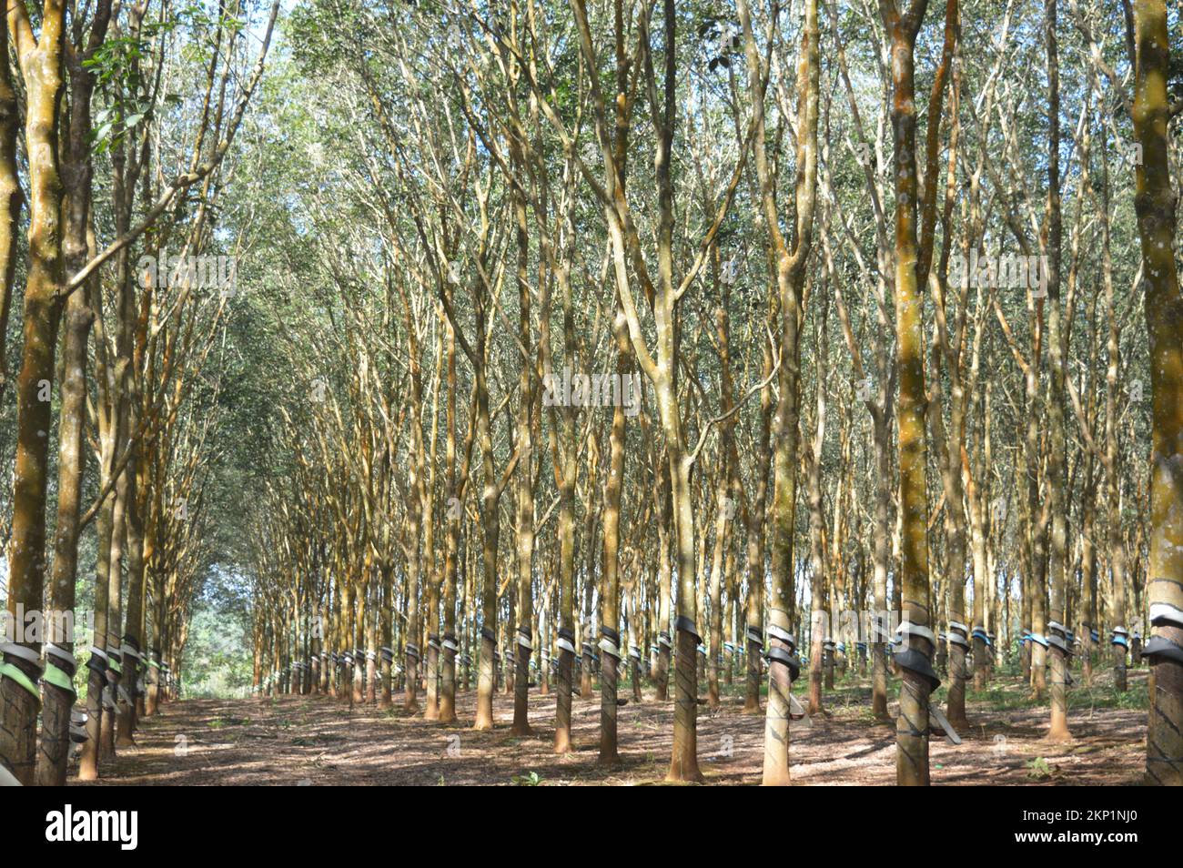 Rupper hi-res stock photography and images - Alamy