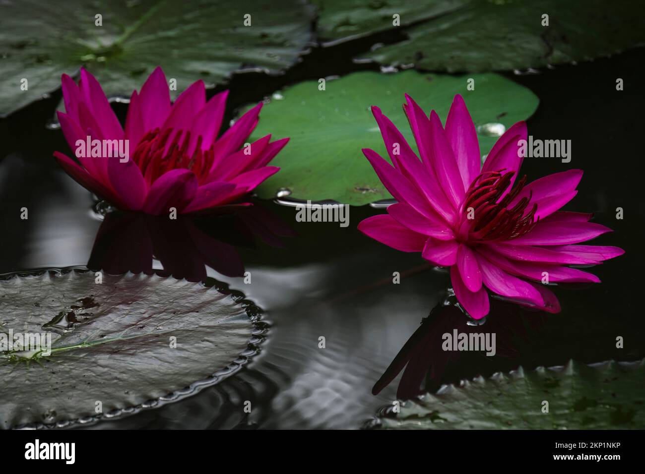Spring landscape pink water lilies hi-res stock photography and images ...