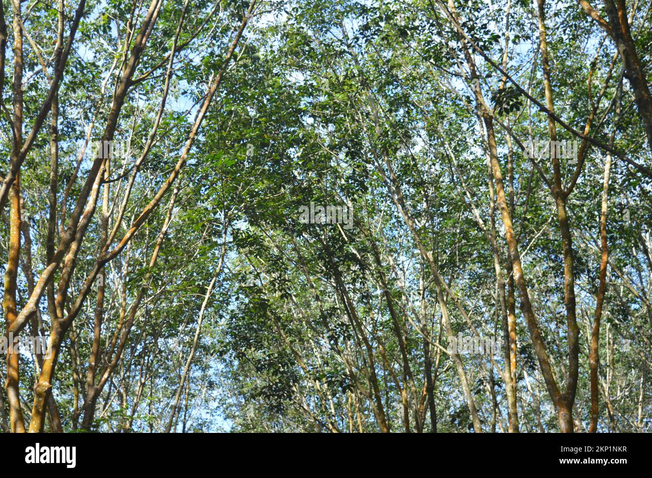 Rupper hi-res stock photography and images - Alamy