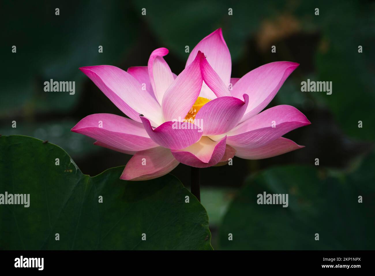 lotus, the national flower of Vietnam Stock Photo - Alamy