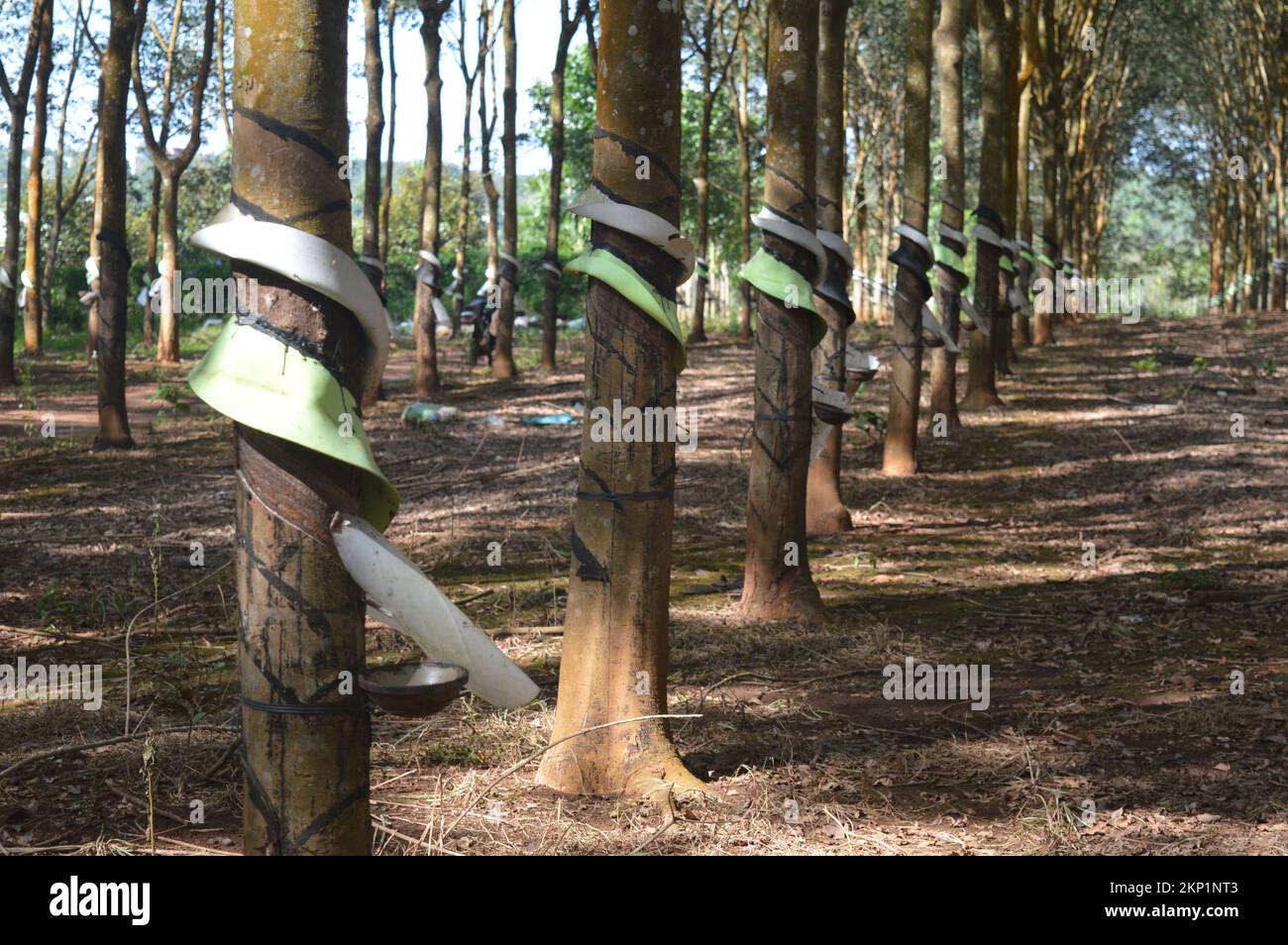 Rupper hi-res stock photography and images - Alamy