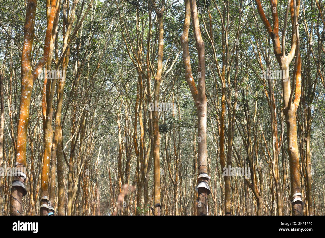 Rupper hi-res stock photography and images - Alamy