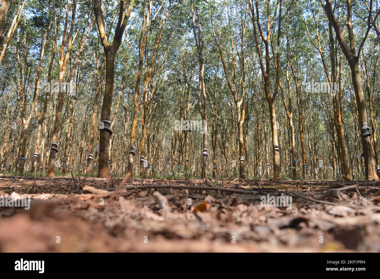 Rupper hi-res stock photography and images - Alamy