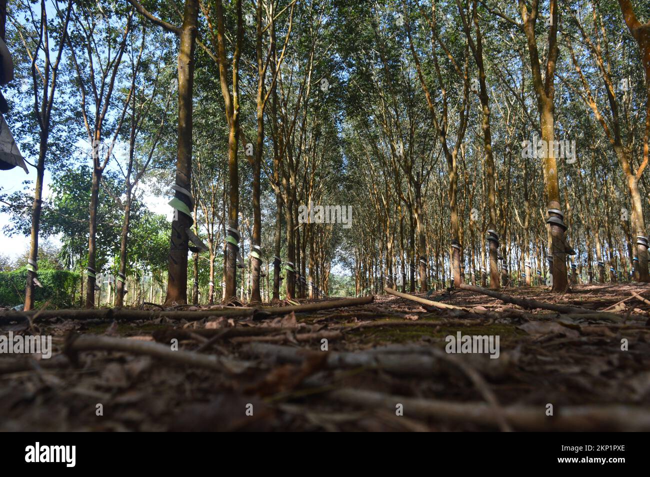 Rupper hi-res stock photography and images - Alamy