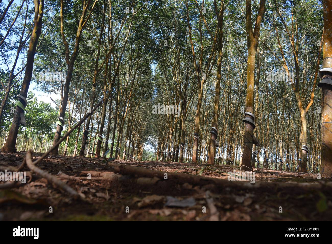 Rupper hi-res stock photography and images - Alamy