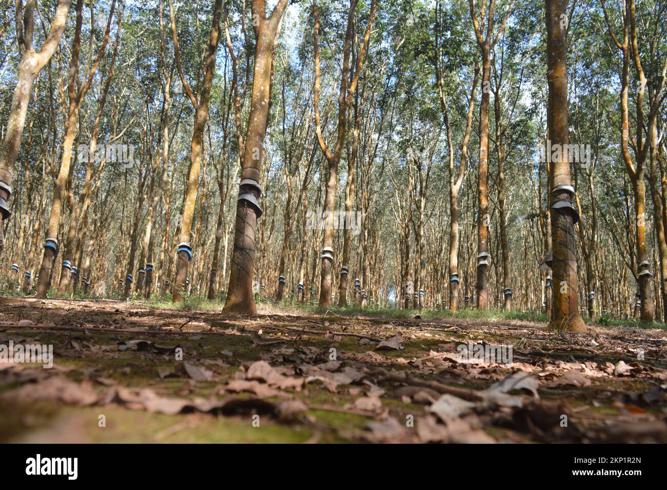 Rupper hi-res stock photography and images - Alamy