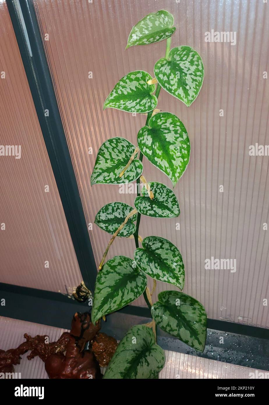 Beautiful silver and green leaves of Scindapsus Pictus Exotica, a ...