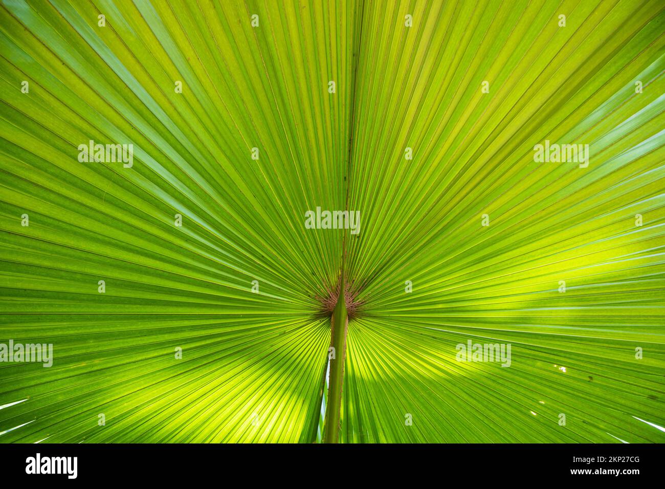 Tropical Natural green palm leaves pattern texture abstract background ...