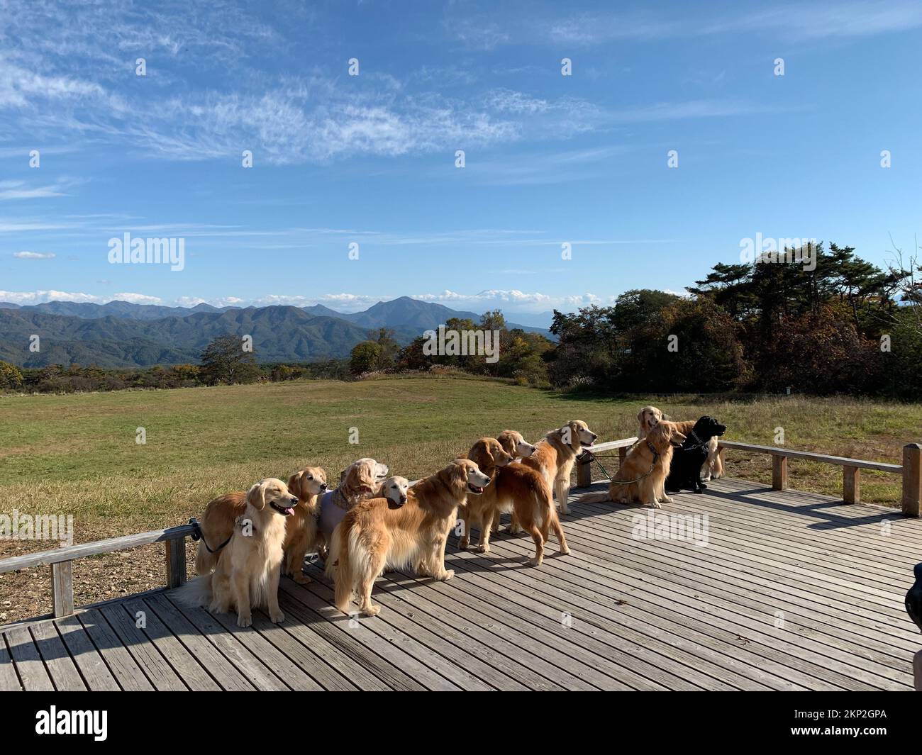 Group golden retrievers on hi-res stock photography and images - Alamy