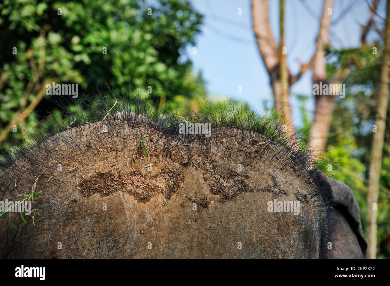 Asian elephants nature trees hi-res stock photography and images - Alamy