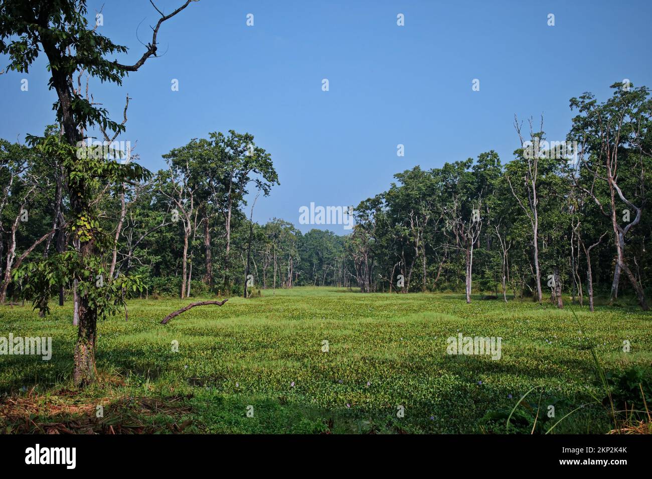 Scene scenic swamp view hi-res stock photography and images - Alamy