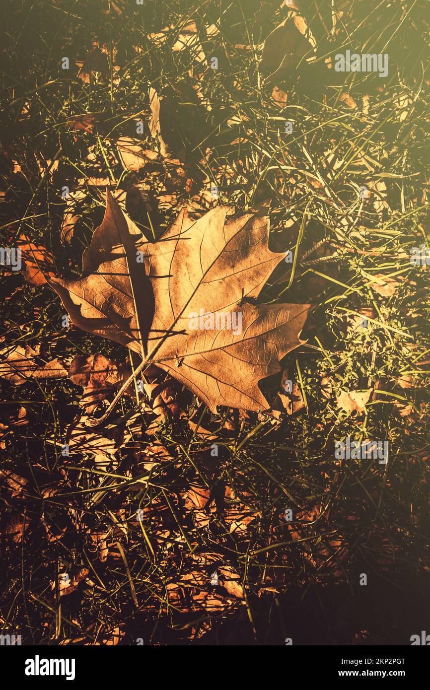 Retro toned natural photo on a fall leaf in the grass of a regional ...