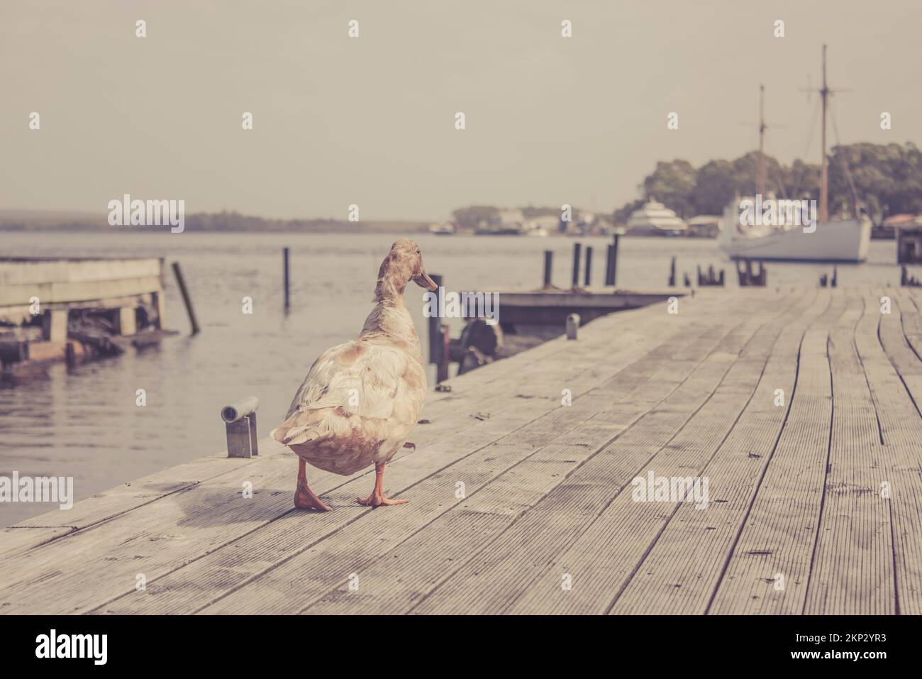 Vintage photograph of a bird walking along a beach promenade with a ...