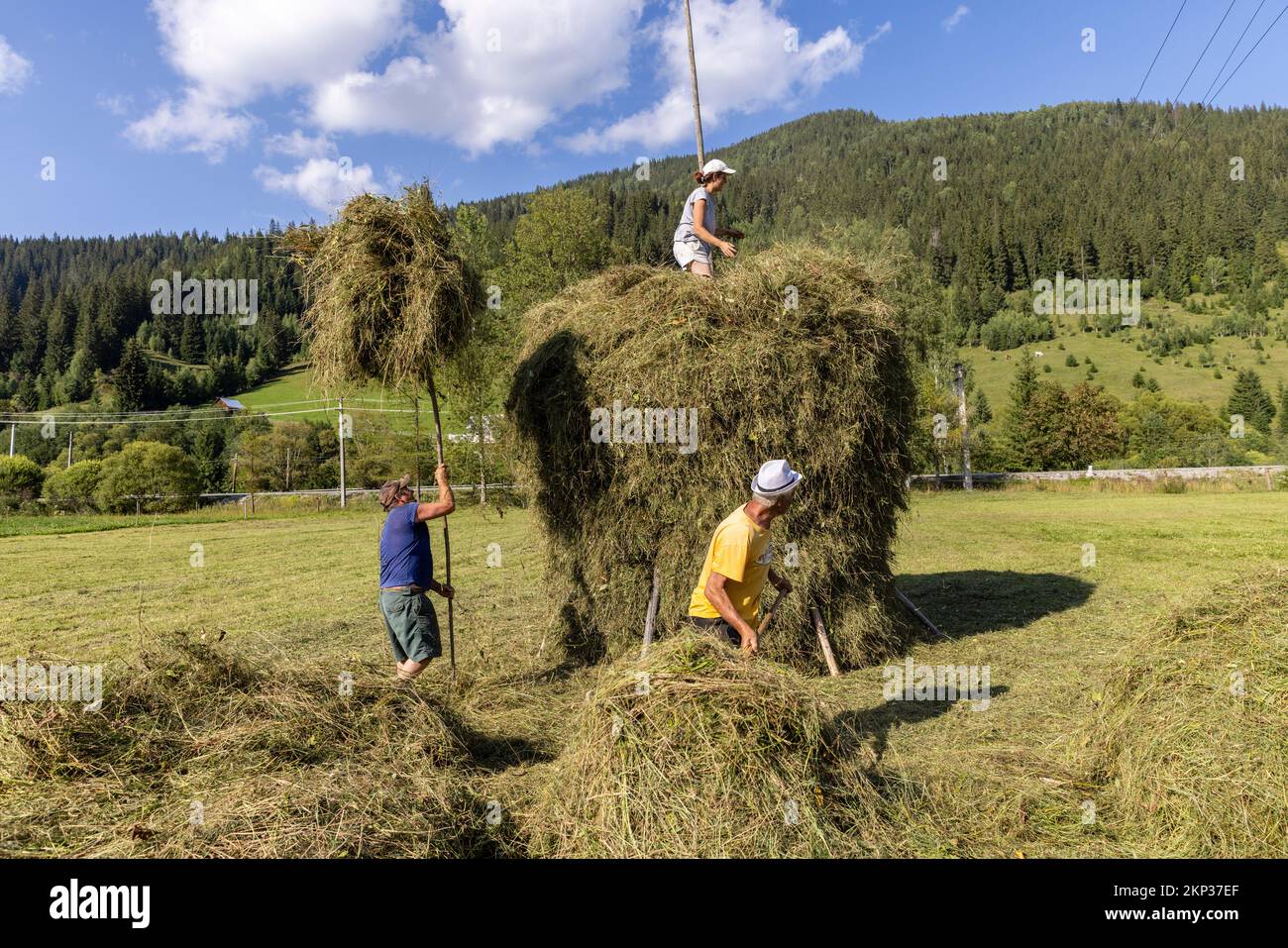 Traditional hay stack making in Ciocanesti village, Bukovina, Romania ...