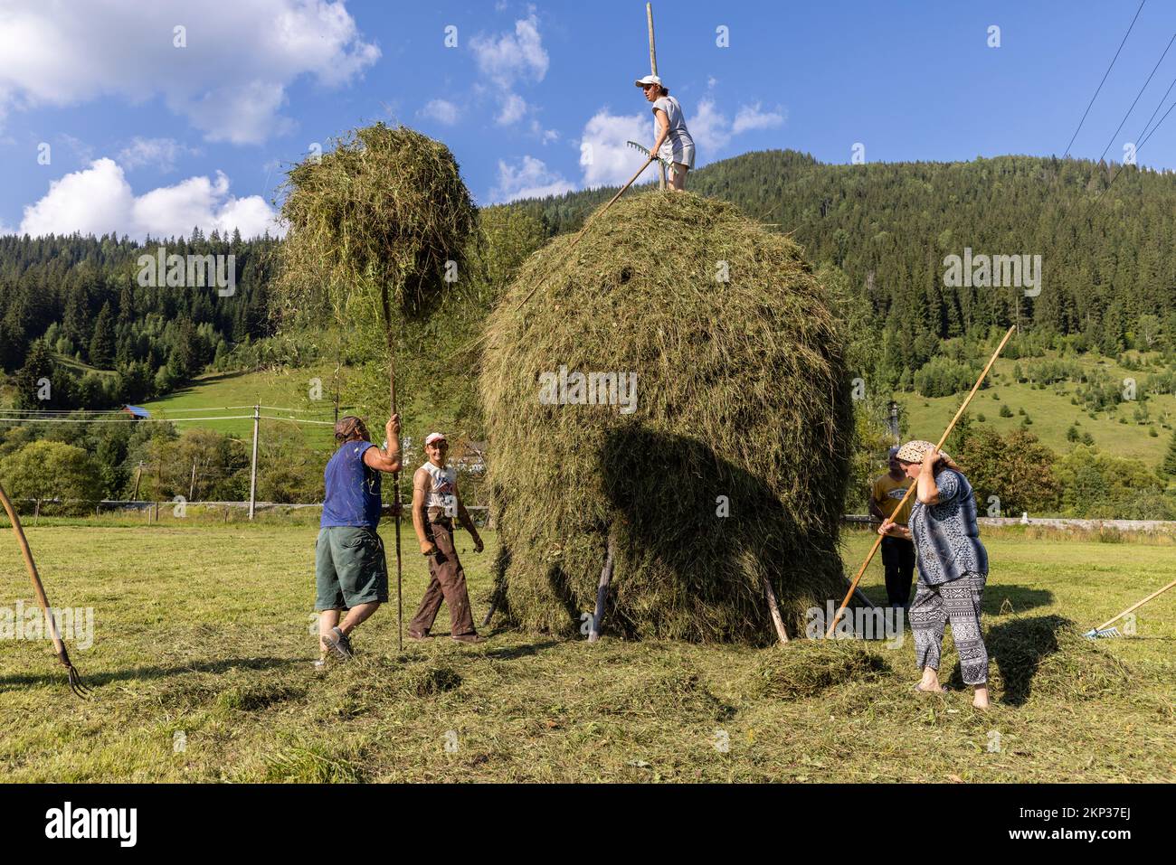 Traditional hay stack making in Ciocanesti village, Bukovina, Romania ...