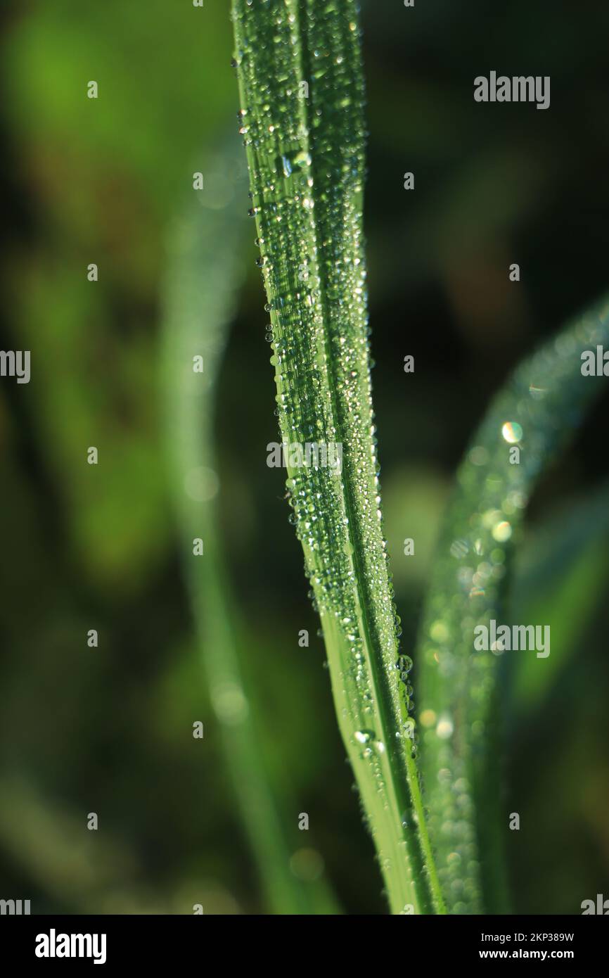 Fresh morning dew on rice leaf Stock Photo - Alamy