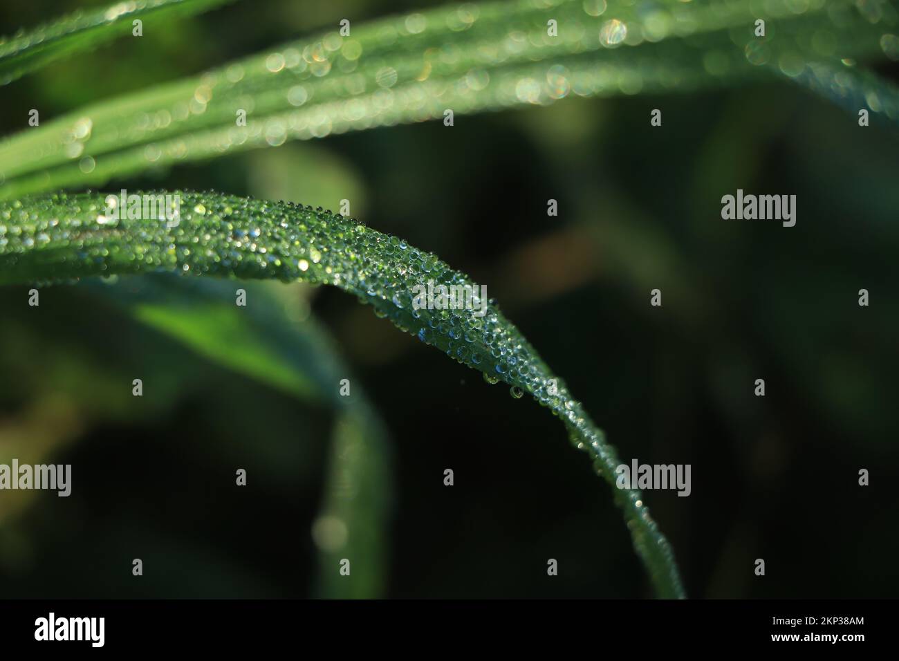 Dew Drops. The atmosphere in the morning the air feels fresh with warm ...