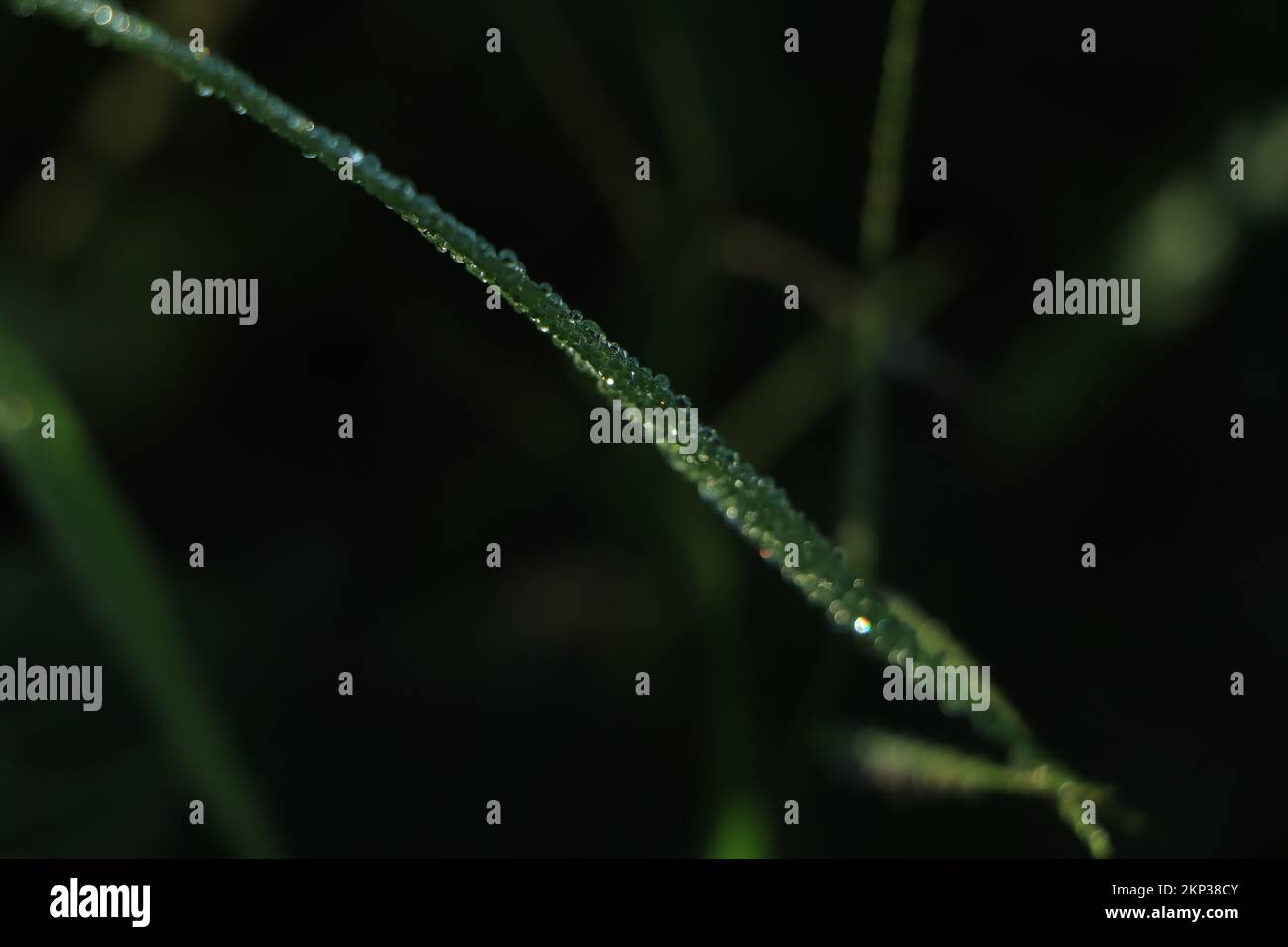Fresh morning dew on rice leaf Stock Photo - Alamy