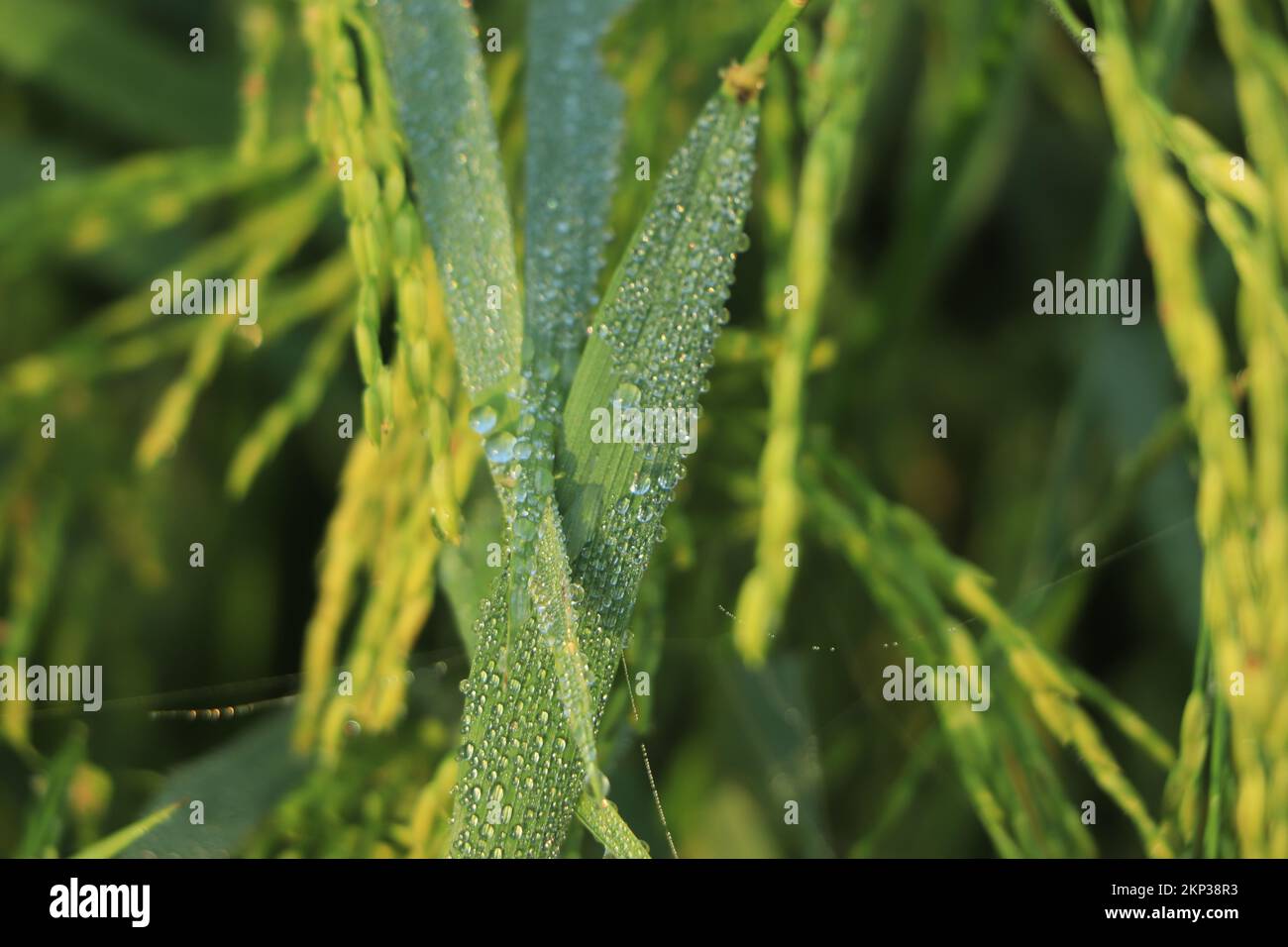 Fresh morning dew on green rice leaf Stock Photo - Alamy