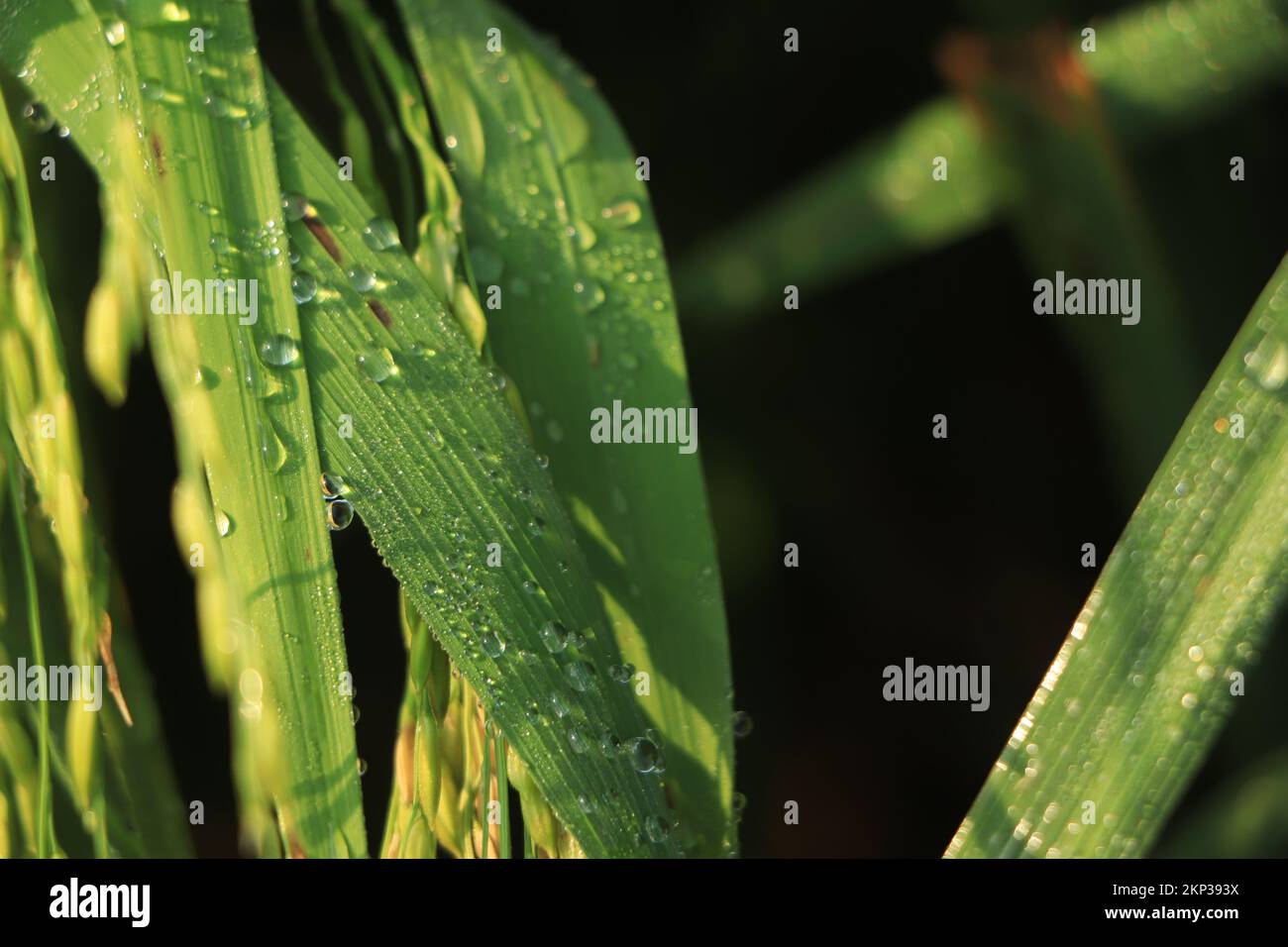 Fresh green rice leaf with drops of water Stock Photo - Alamy