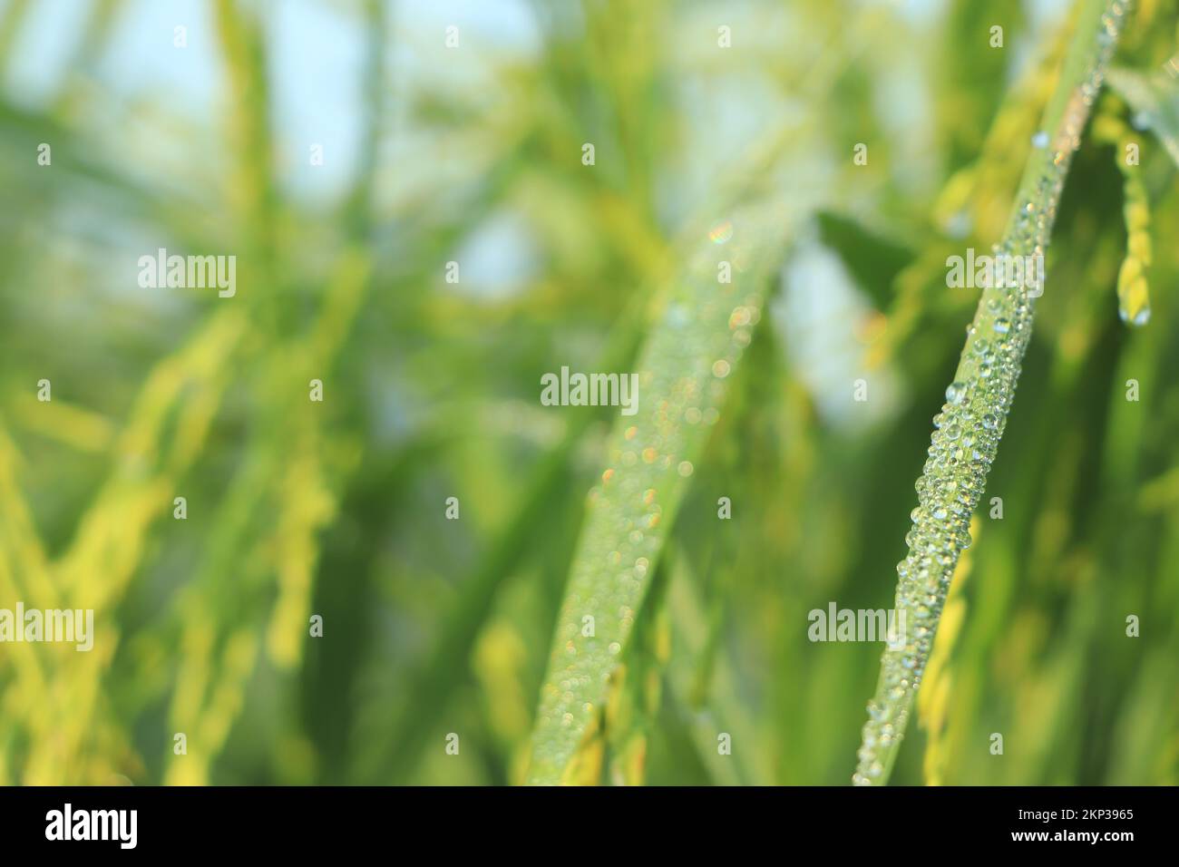Wet rice leaf hi-res stock photography and images - Alamy