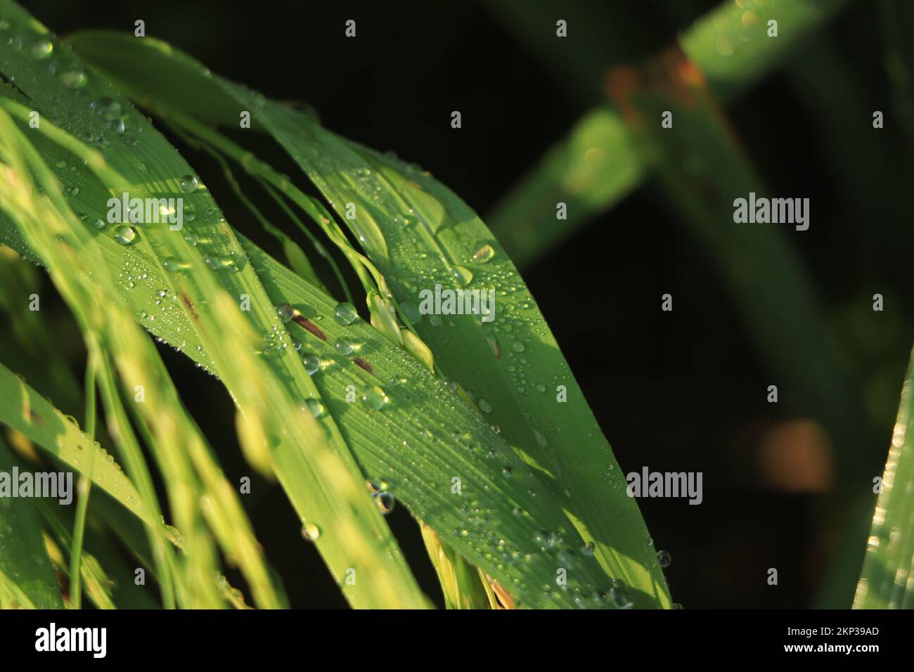 Fresh green grass with dew drops close up. Water driops on the fresh ...