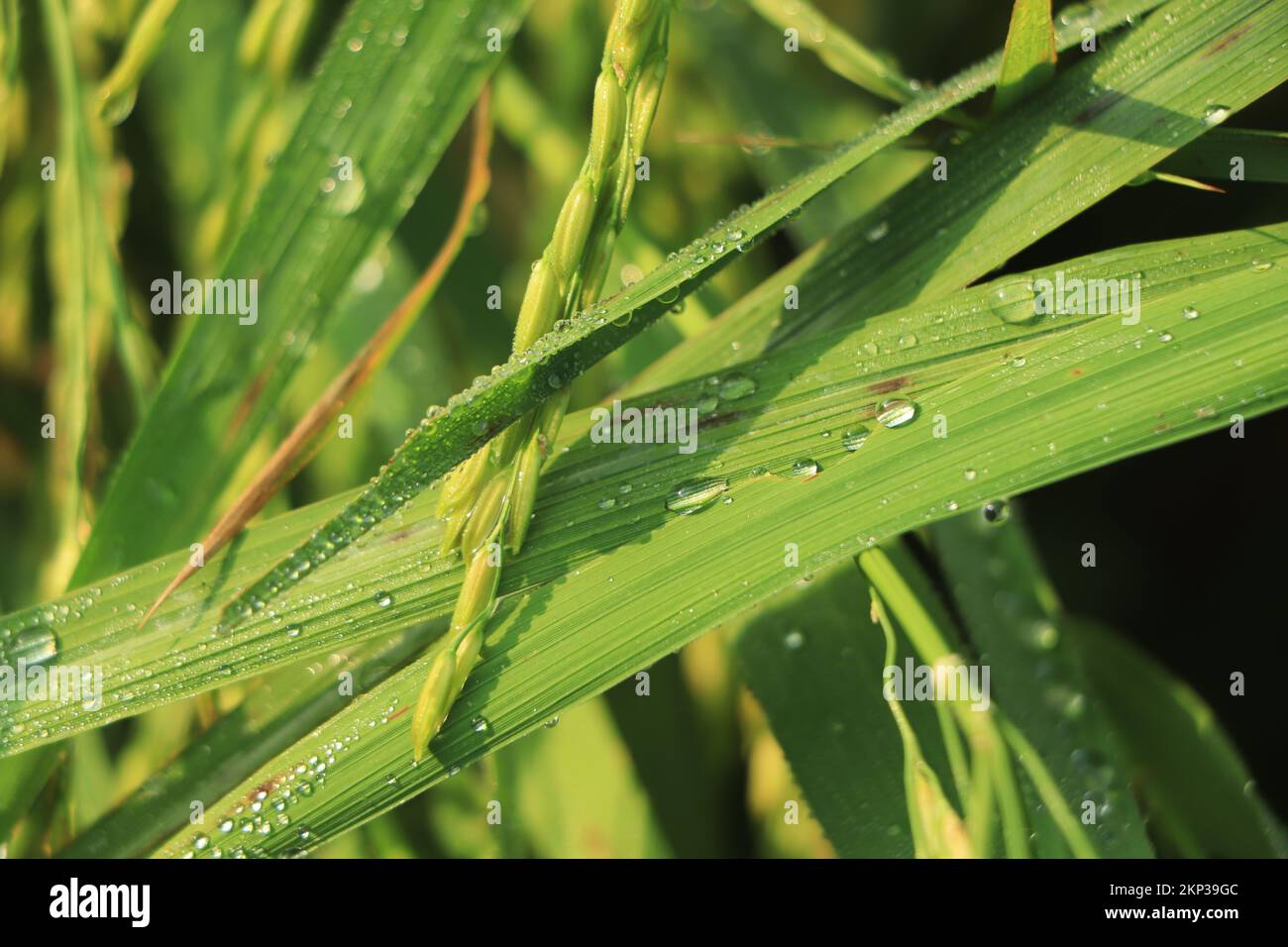 Dew water drops on green grass back lit by morning sun.Nature ...