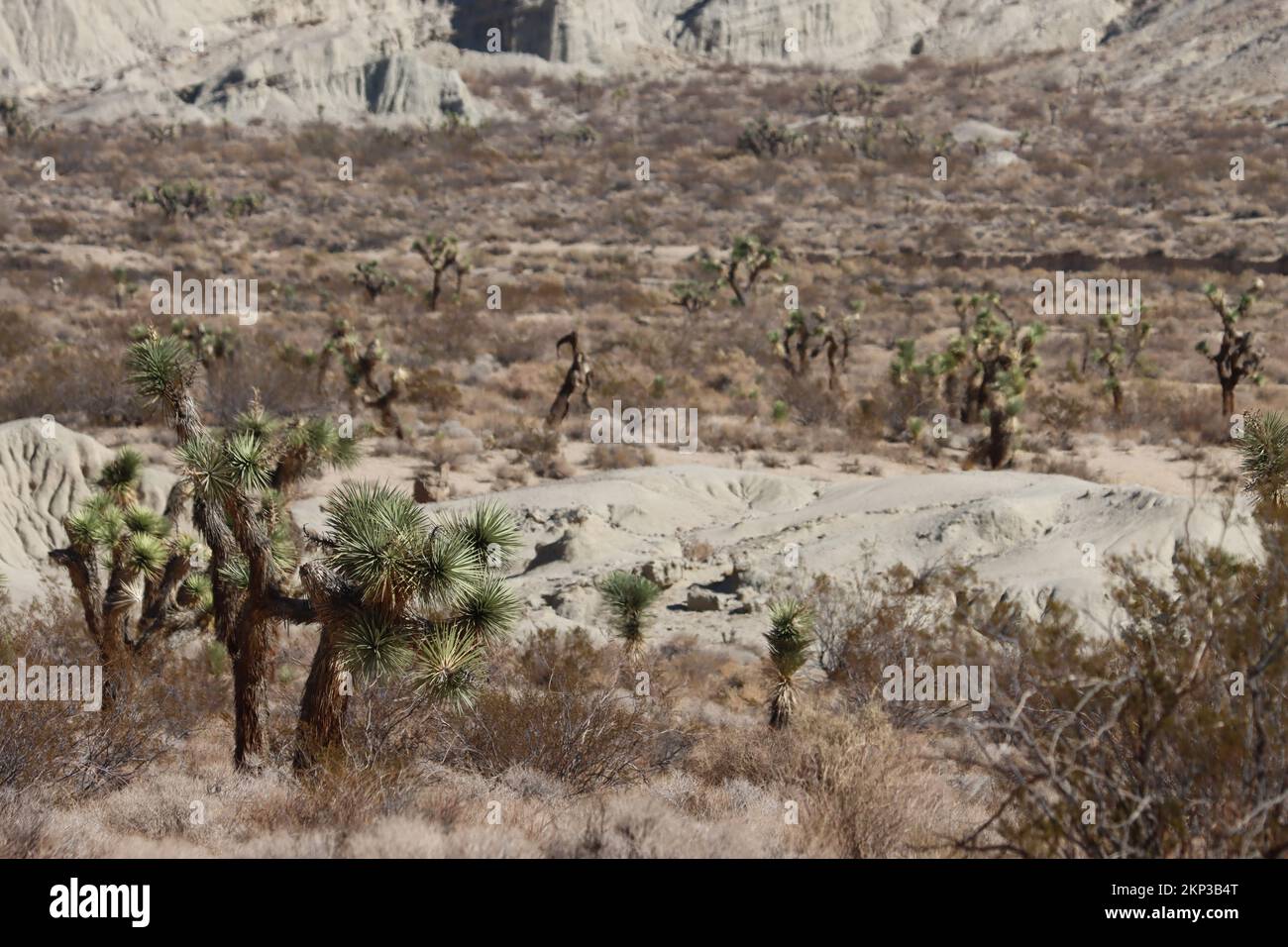 At about 2500 feet up the El Paso Mountains, native Yucca Brevifolia ...