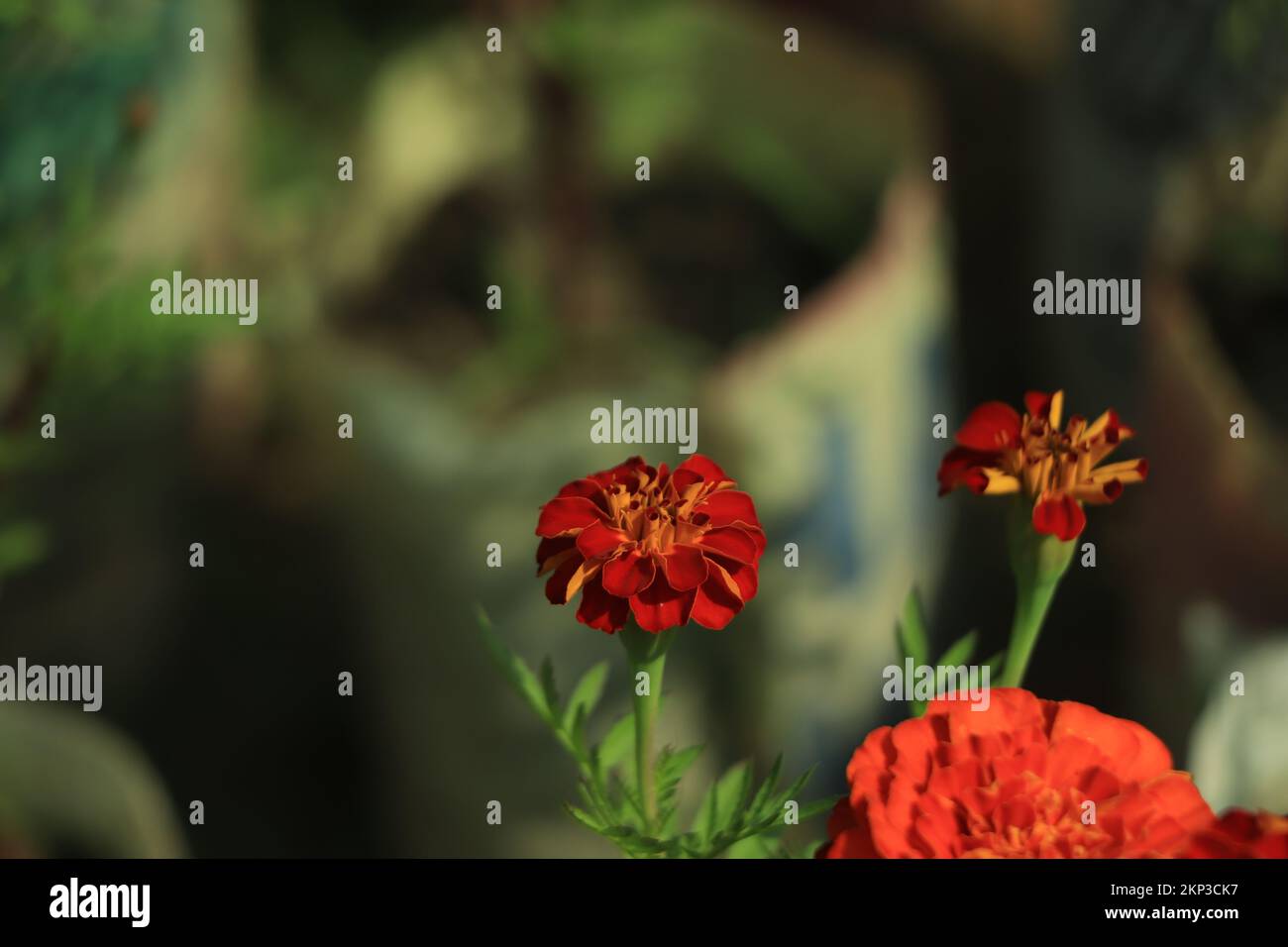 Red Marigold single Flower Marigold merry gold marigold Different ...