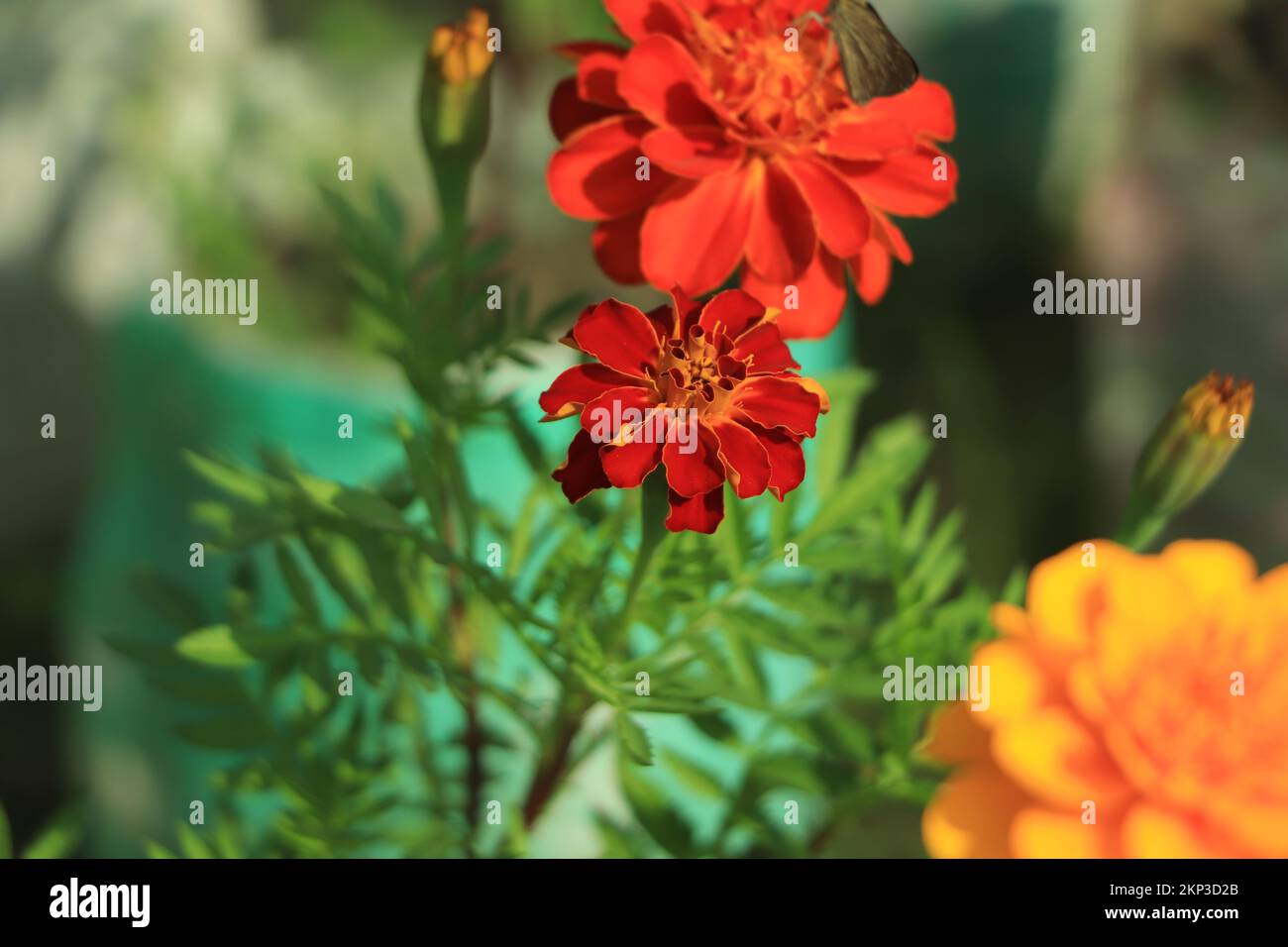 Marigolds (Tagetes erecta, Mexican marigold, Aztec marigold, African ...