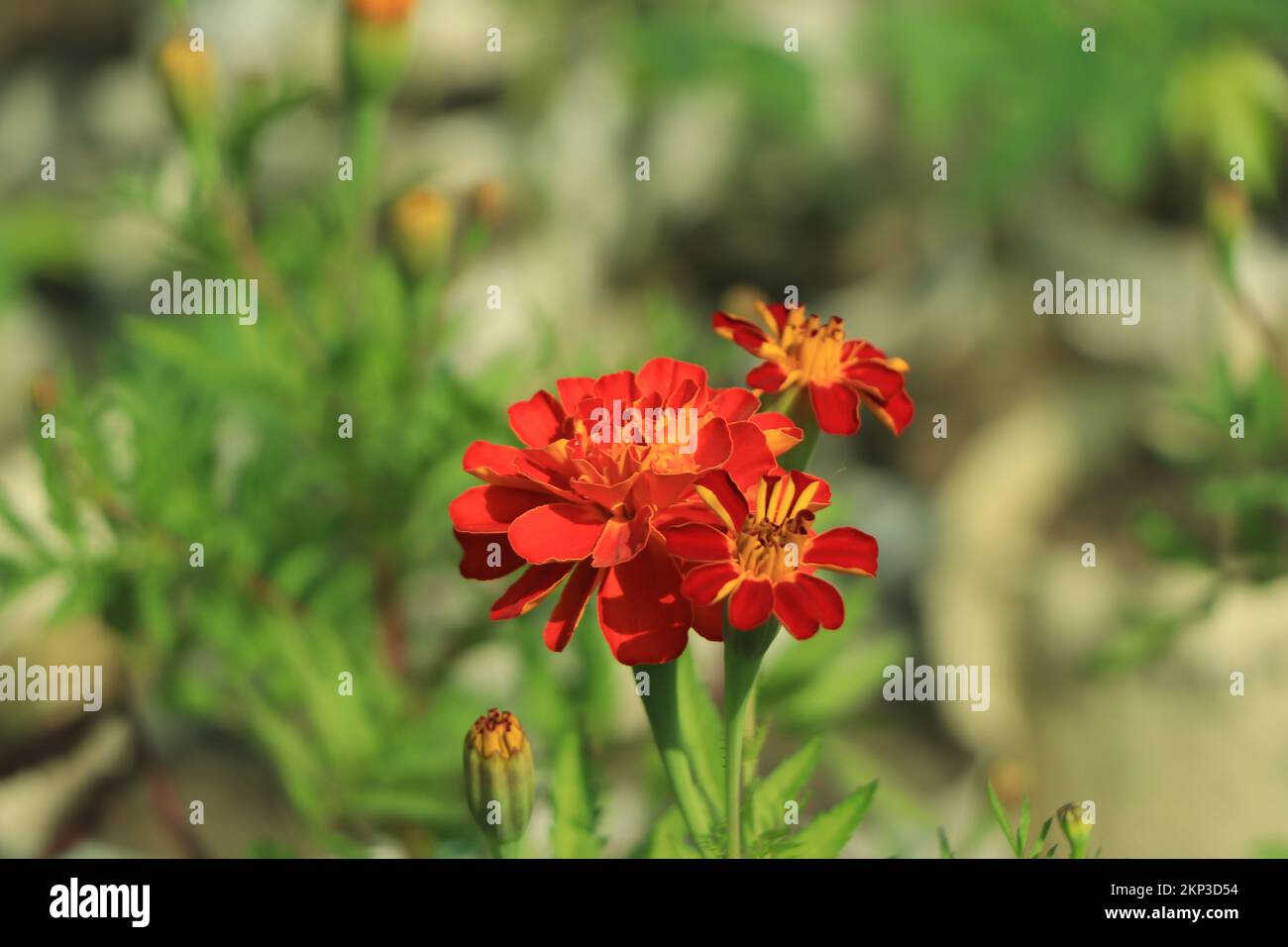 yellow and red marigold flower in garden Stock Photo - Alamy