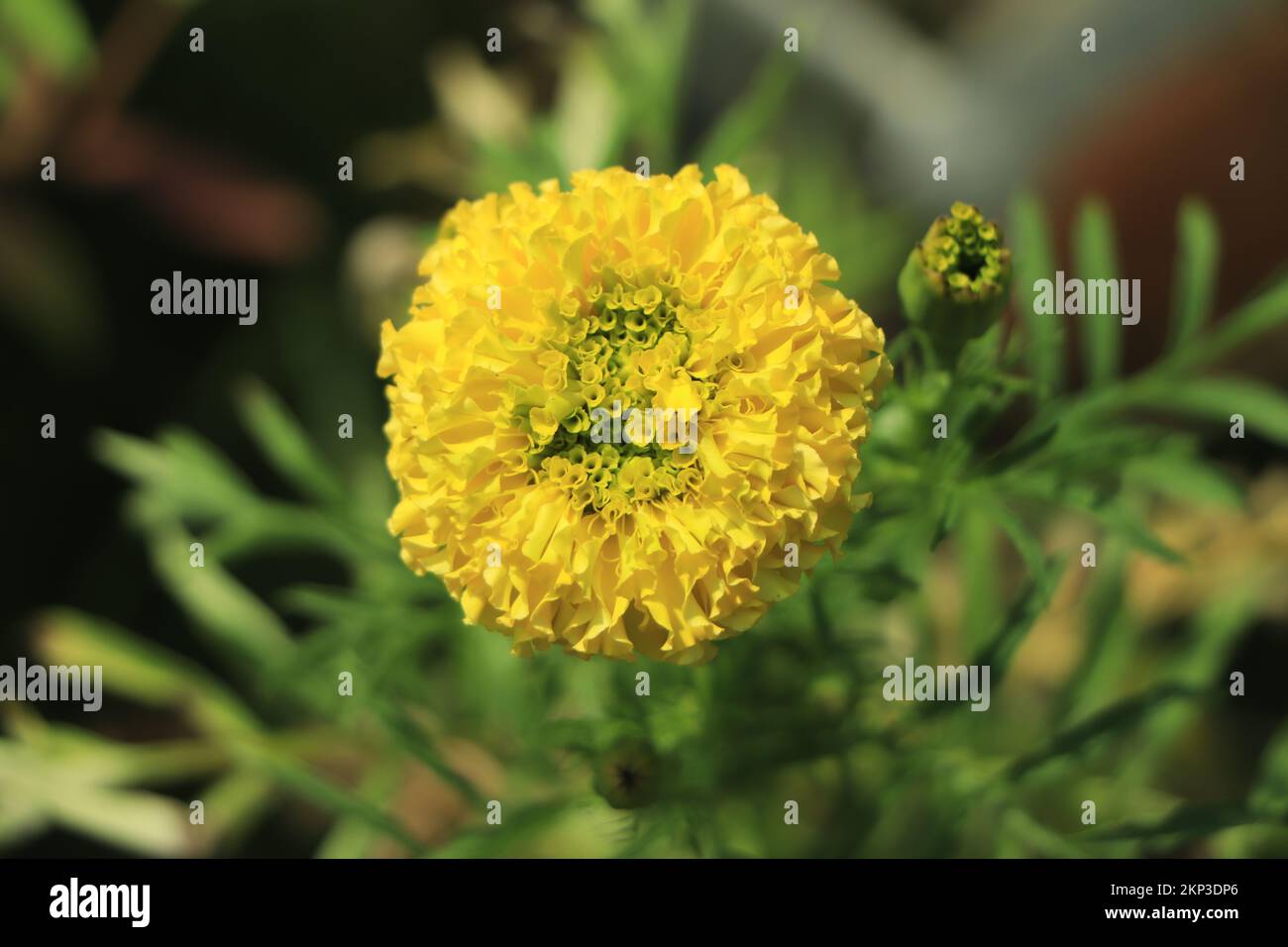 Closeup of beautiful yellow marigold flower (Tagetes erecta, Mexican ...
