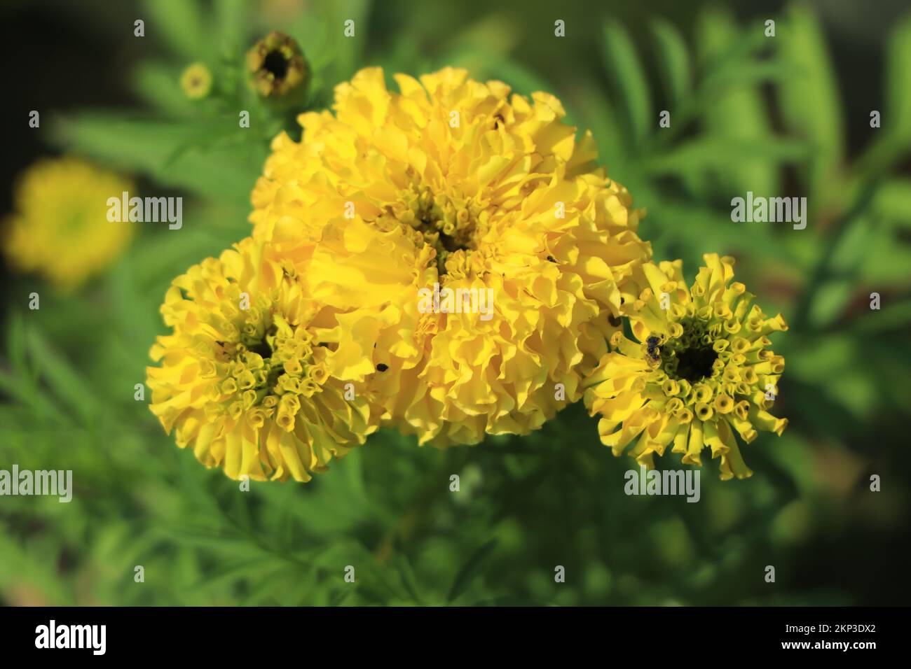 Closeup of beautiful yellow marigold flower (Tagetes erecta, Mexican ...